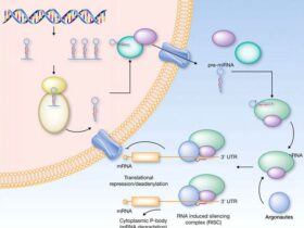 Small RNA 测序分析与研究 | Public Library of Bioinformatics