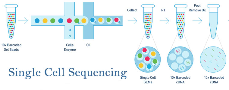 Public Library of Bioinformatics | focus on bioinformatics