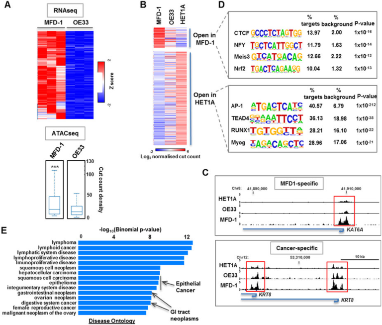 一文了解ATAC-seq | Public Library of Bioinformatics