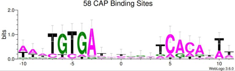 Seq logo 在线绘制工具——Weblogo | Public Library of Bioinformatics