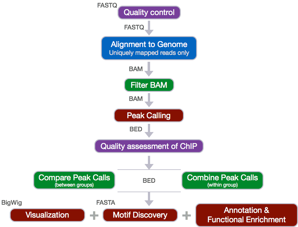 ATAC-Seq分析教程：原始数据的质控、比对和过滤 | Public Library of Bioinformatics